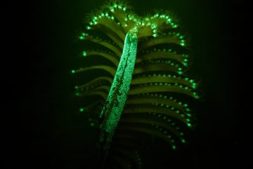 Dive In Deeper- The Muddy Seafloor - Macduff Aquarium