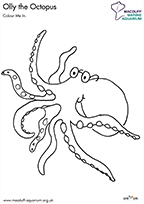 Sea and Do Activities - Macduff Aquarium