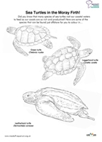 Sea and Do Activities - Macduff Aquarium