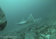 Cedric the Flapper Skate - Macduff Aquarium